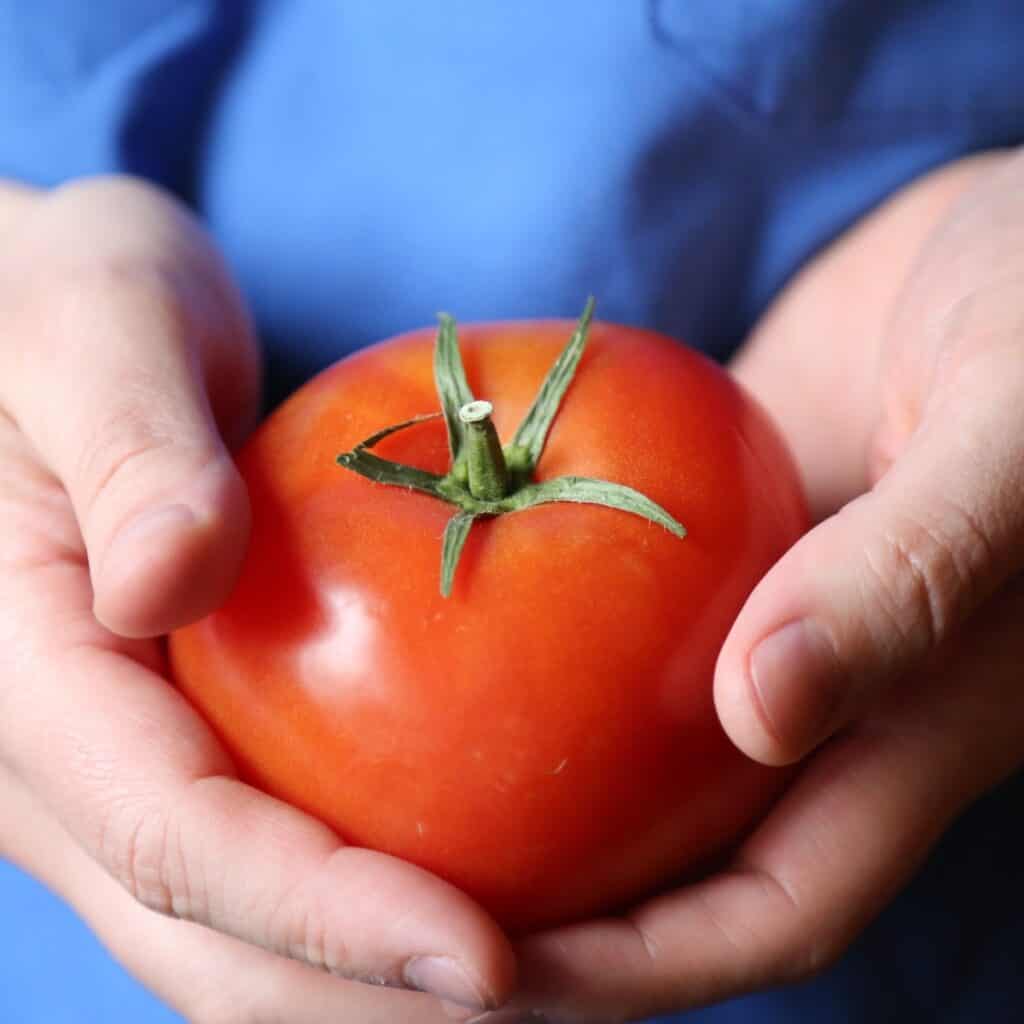Paper Plate Tomato Craft with Sponge Art - Platein28